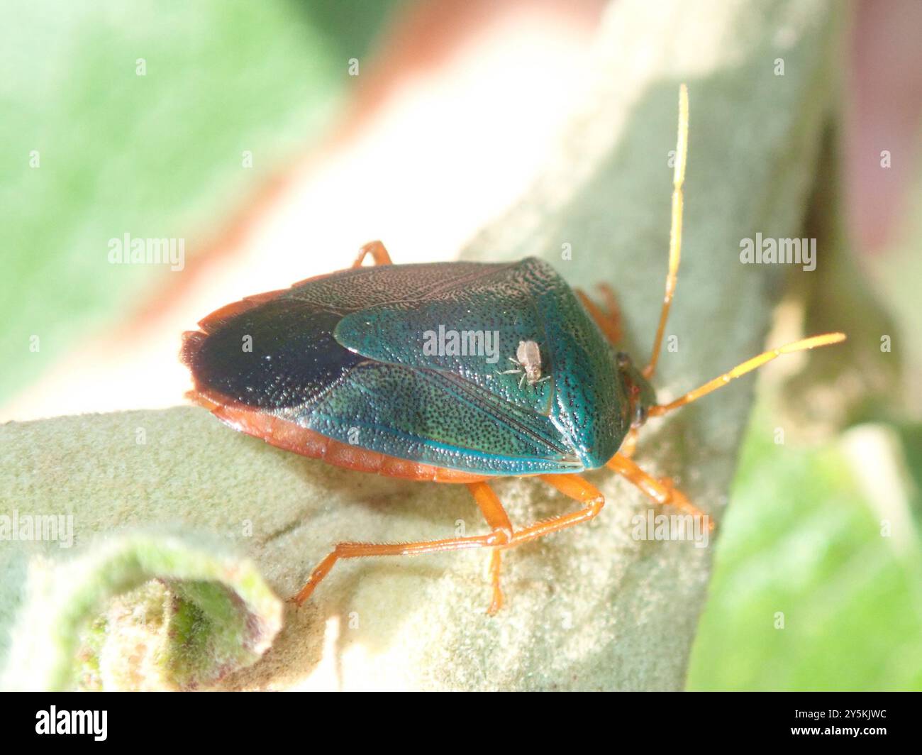 Biting Midges (Ceratopogonidae) Insecta Stock Photo - Alamy