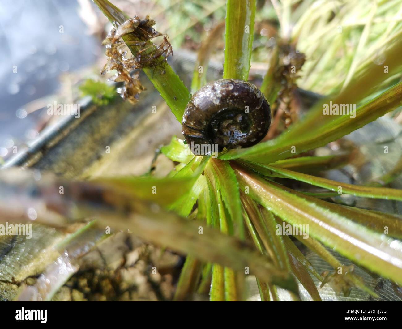 Great Ram's-horn (Planorbarius corneus) Mollusca Stock Photo - Alamy