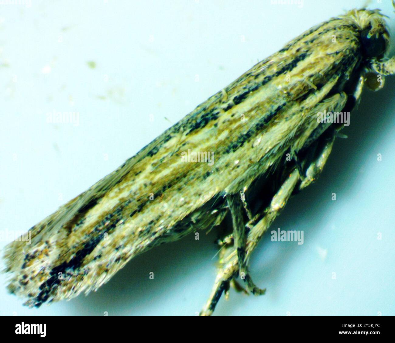 Streaked Twirler (Symmetrischema striatella) Insecta Stock Photo - Alamy