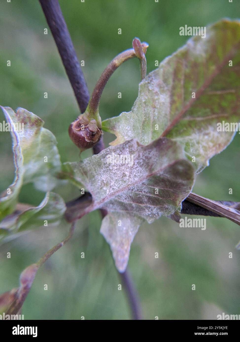 Bindweed Powdery Mildew (Erysiphe convolvuli) Fungi Stock Photo - Alamy