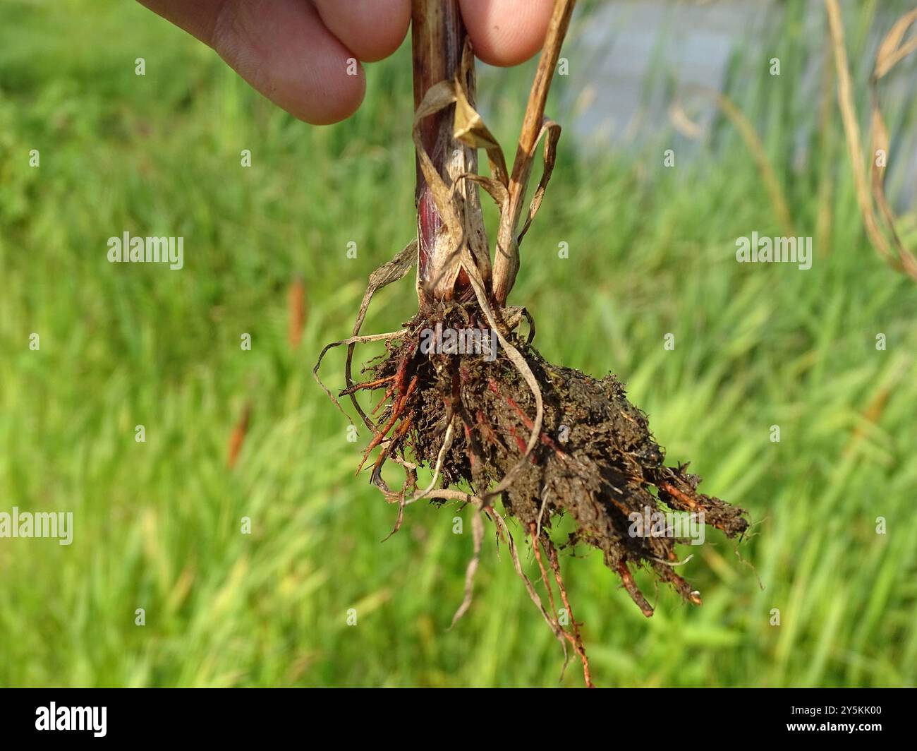 redroot flatsedge (Cyperus erythrorhizos) Plantae Stock Photo - Alamy