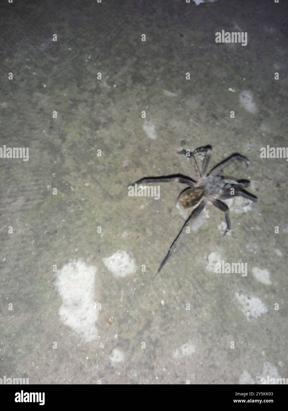 Wandering Spiders (Ctenidae) Arachnida Stock Photo - Alamy