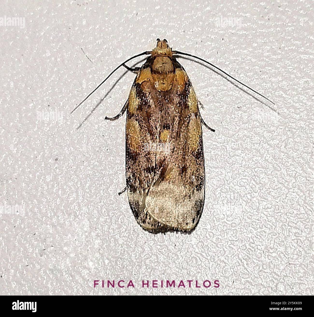 Flat-bodied moths (Depressariidae) Insecta Stock Photo - Alamy