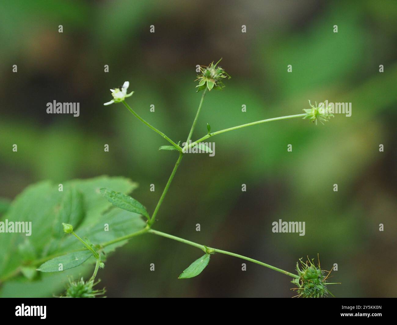 white avens (Geum canadense) Plantae Stock Photo - Alamy