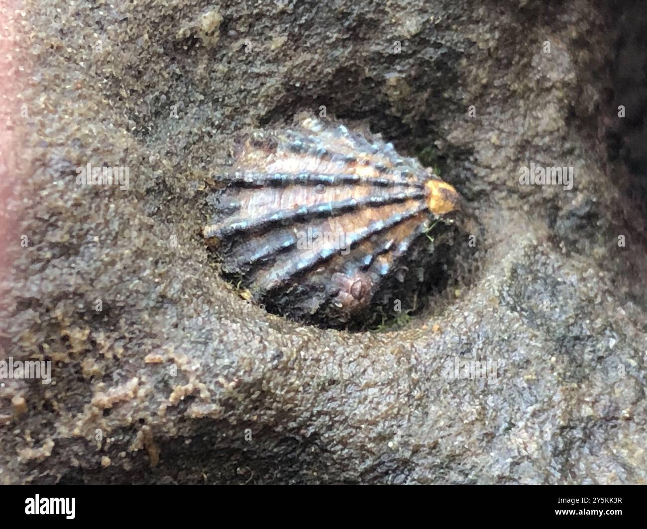 Rough Limpet (Lottia scabra) Mollusca Stock Photo - Alamy