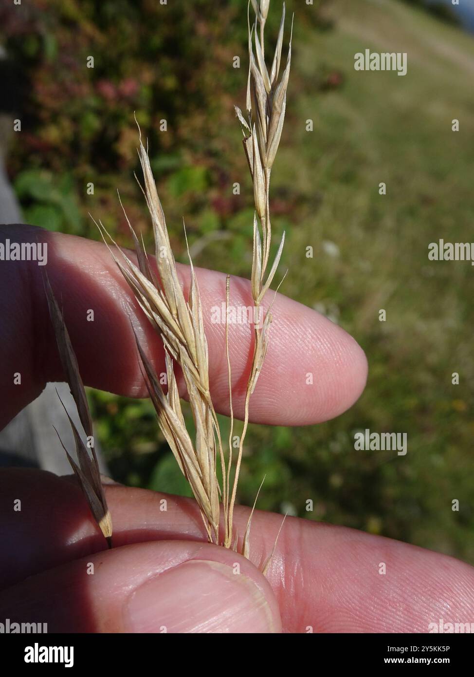 Upright Brome (Bromus erectus) Plantae Stock Photo - Alamy