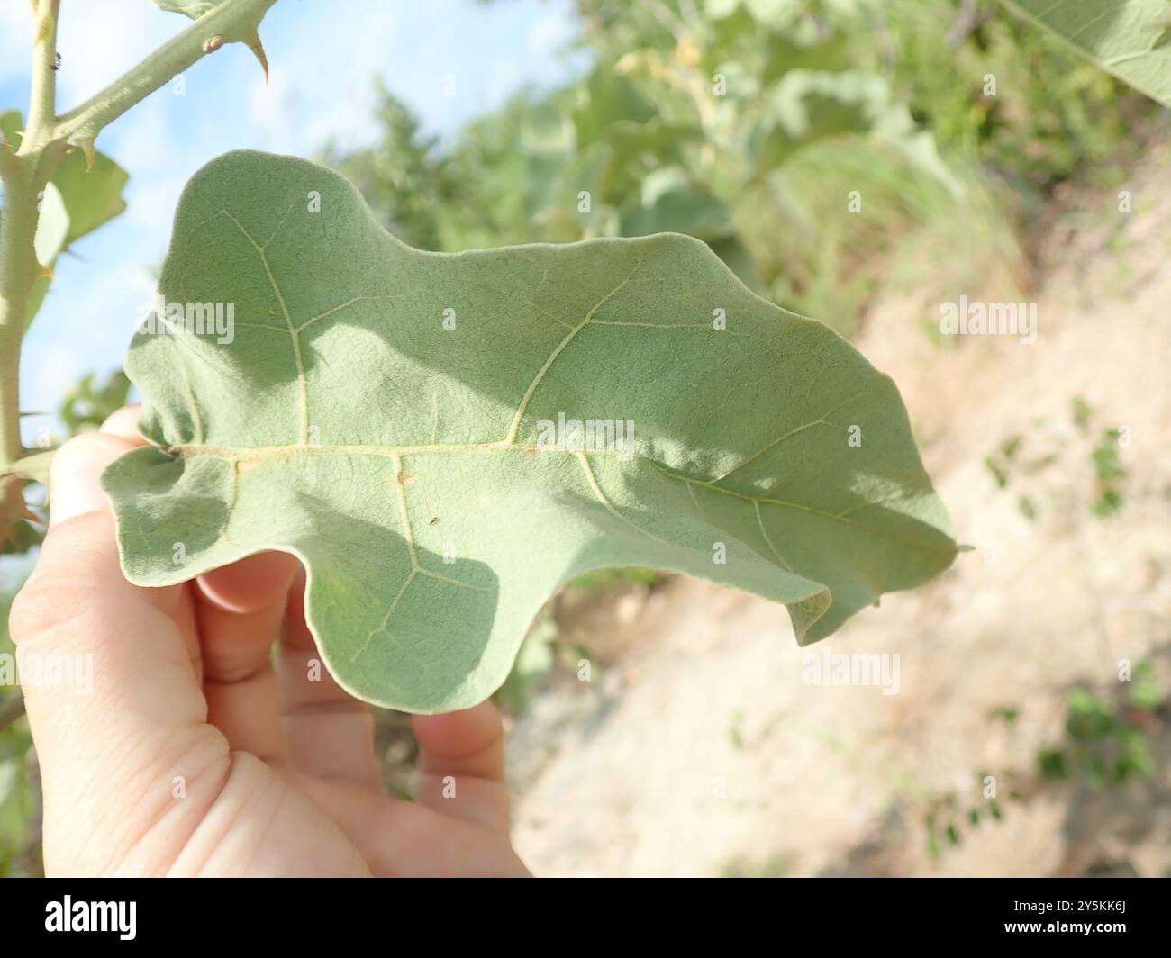 wolf-apple (Solanum lycocarpum) Plantae Stock Photo - Alamy