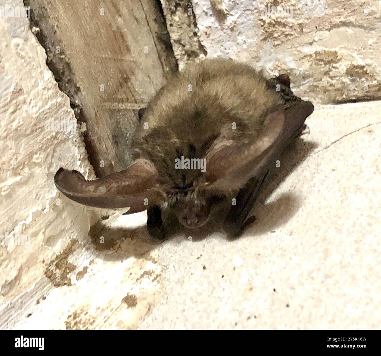 Long-eared Bats (Plecotus) Mammalia Stock Photo - Alamy