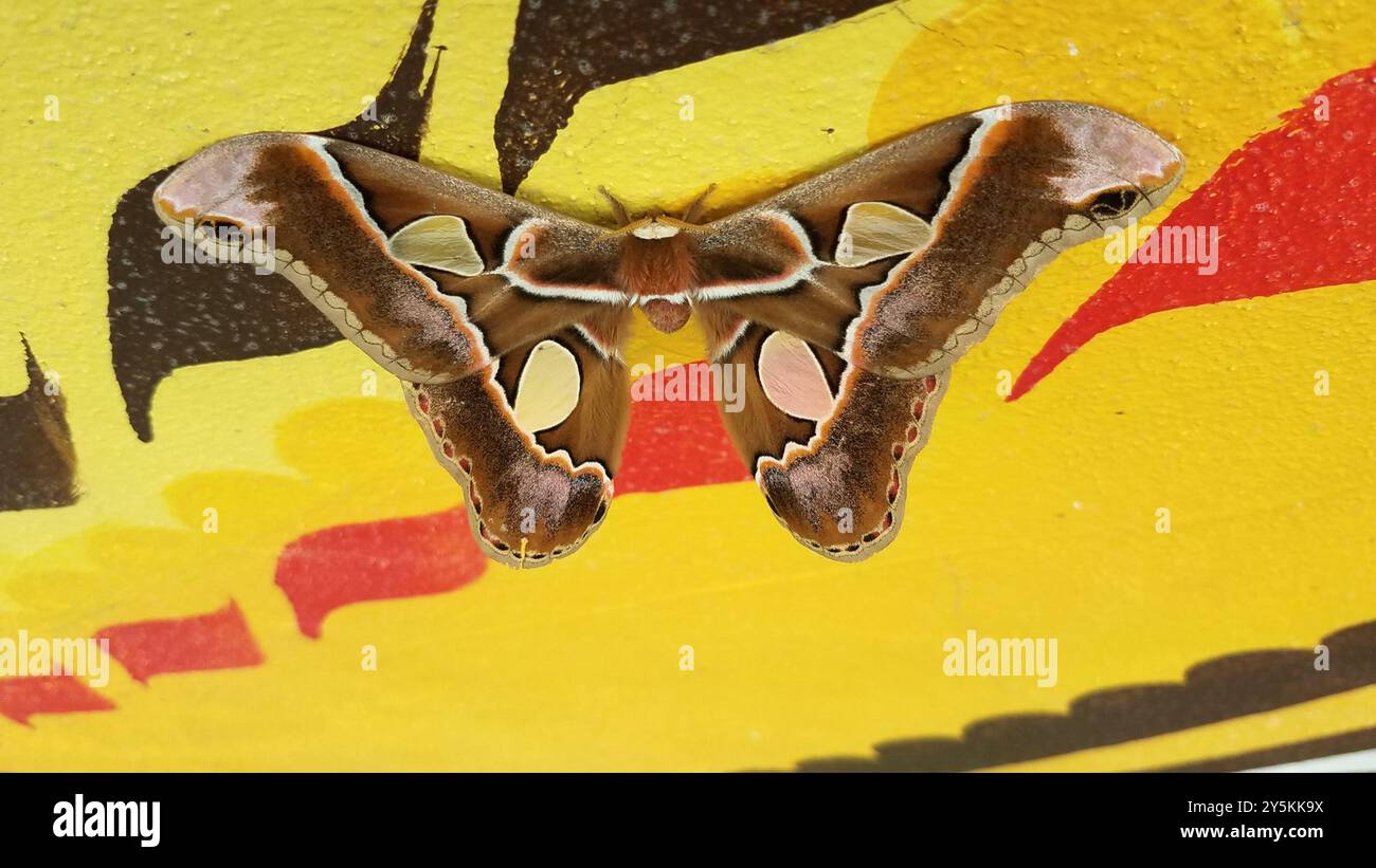 (Rothschildia lebeau inca) Insecta Stock Photo - Alamy