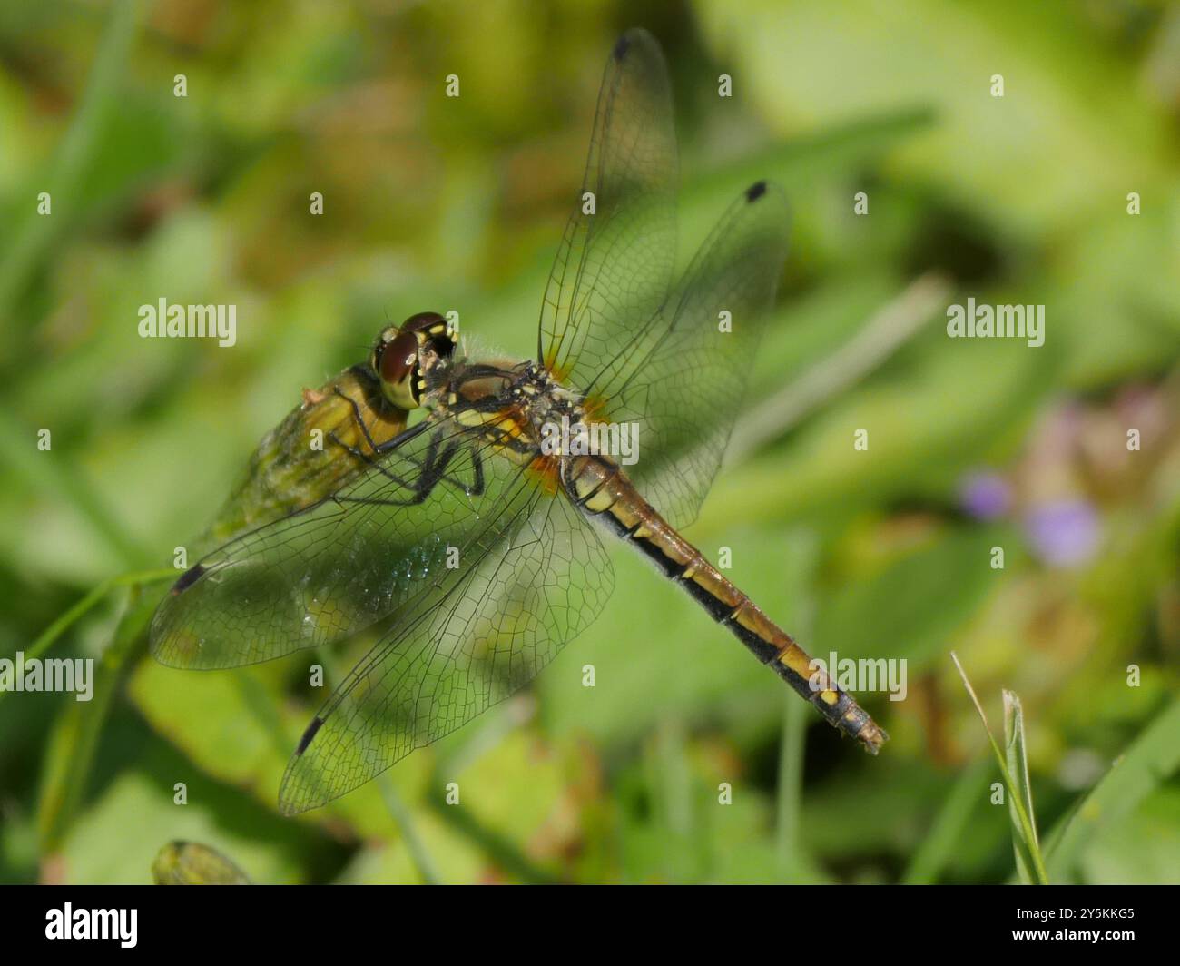 Black Meadowhawk (Sympetrum danae) Insecta Stock Photo - Alamy