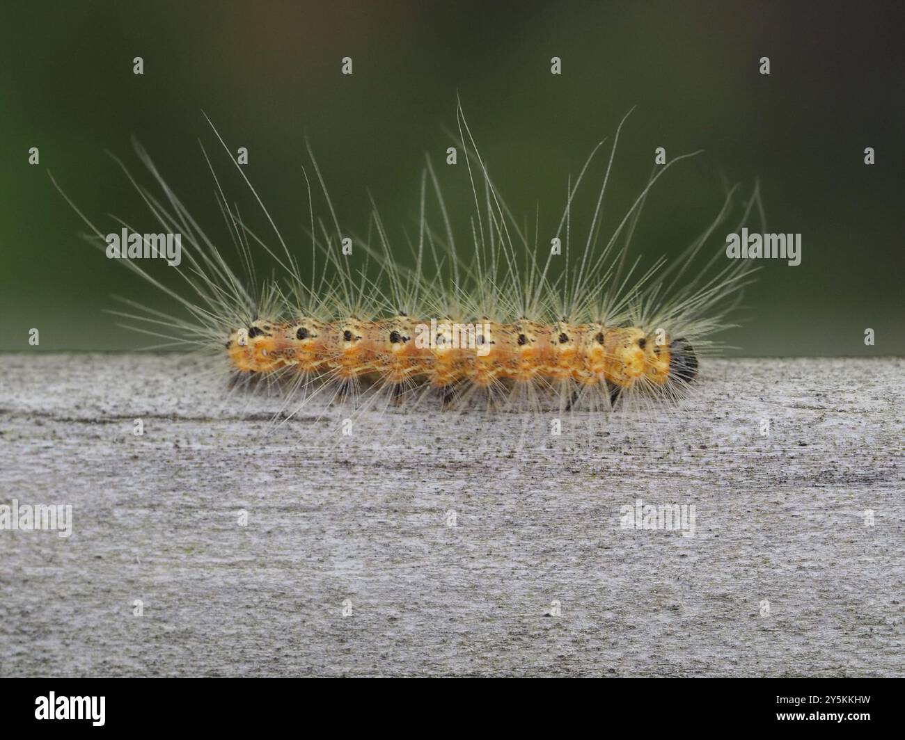 Fall Webworm Moth (Hyphantria cunea) Insecta Stock Photo - Alamy