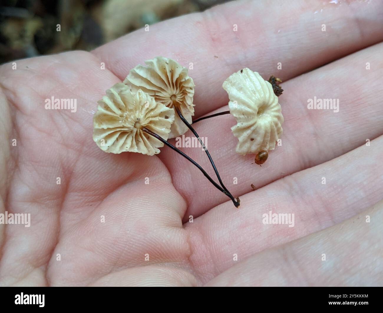 collared parachute (Marasmius rotula) Fungi Stock Photo - Alamy