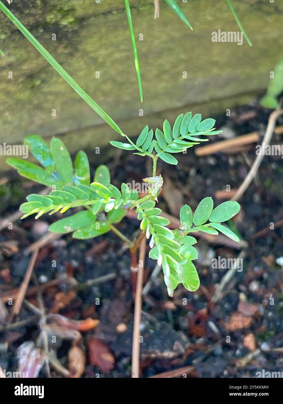 Plume Albizia (Paraserianthes lophantha) Plantae Stock Photo - Alamy