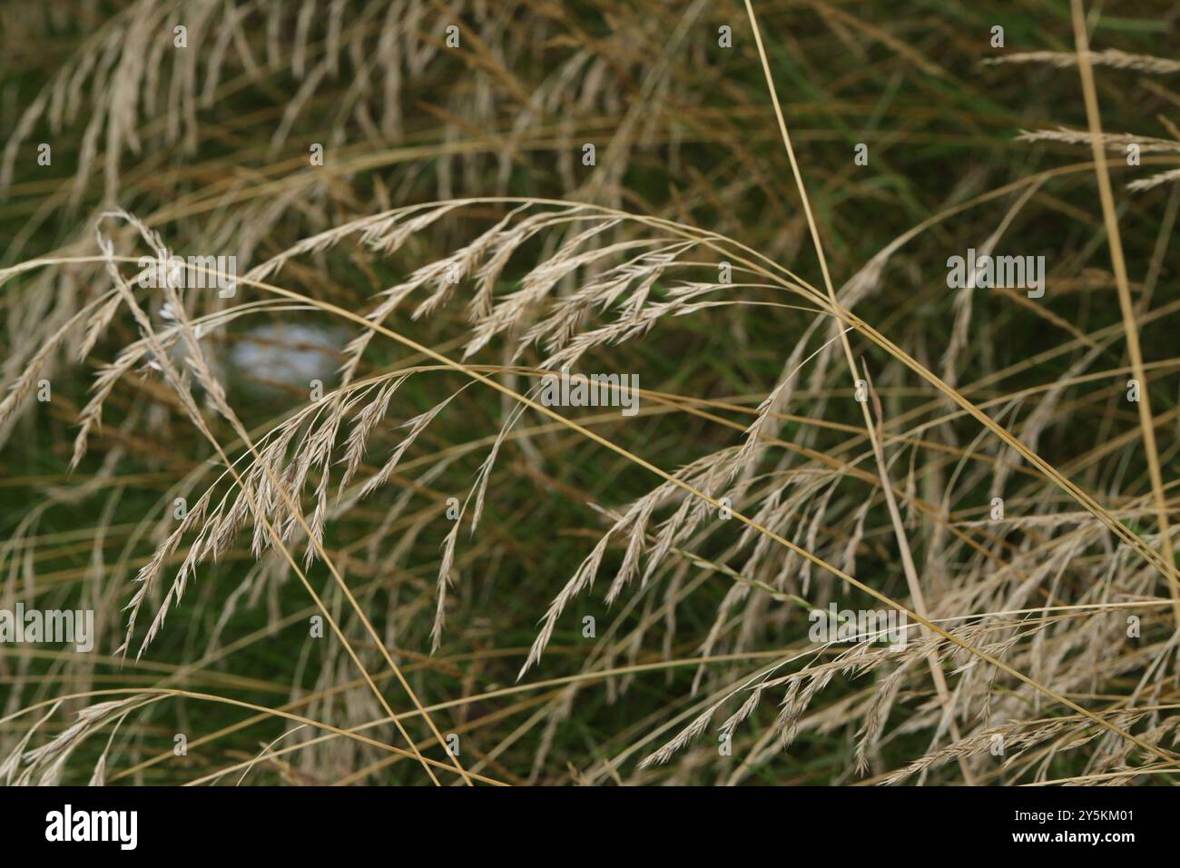 tufted hair grass (Deschampsia cespitosa) Plantae Stock Photo - Alamy