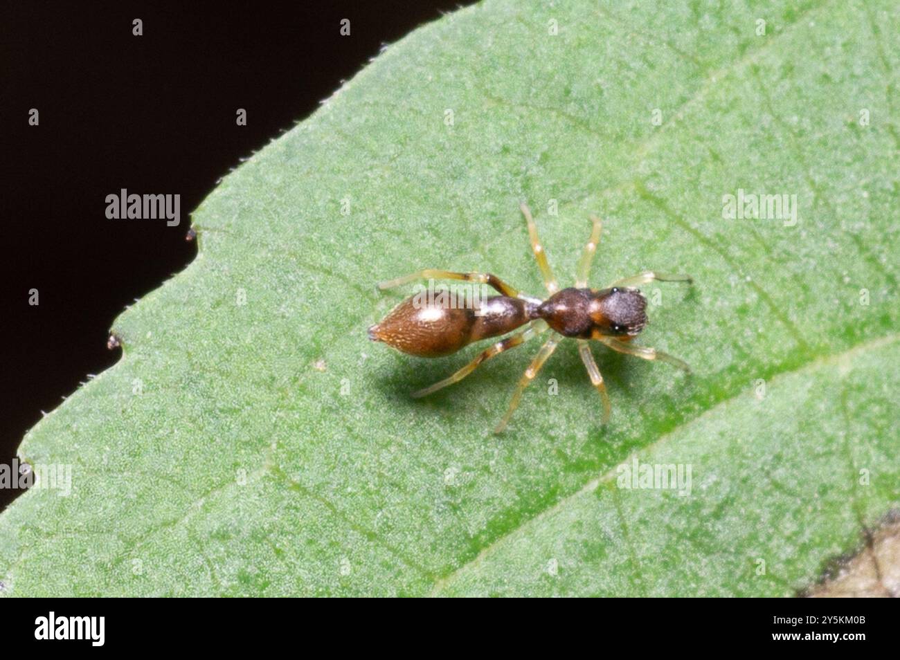 Slender Ant-mimic Jumping Spider (Synemosyna formica) Arachnida Stock ...