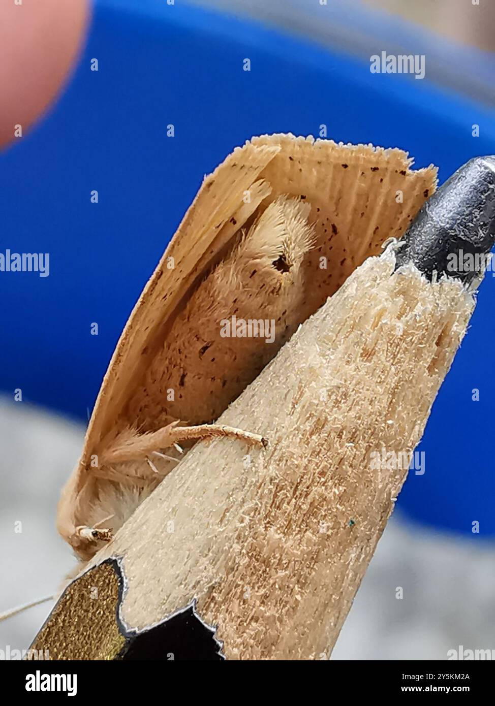 Common Wainscot (Mythimna pallens) Insecta Stock Photo - Alamy