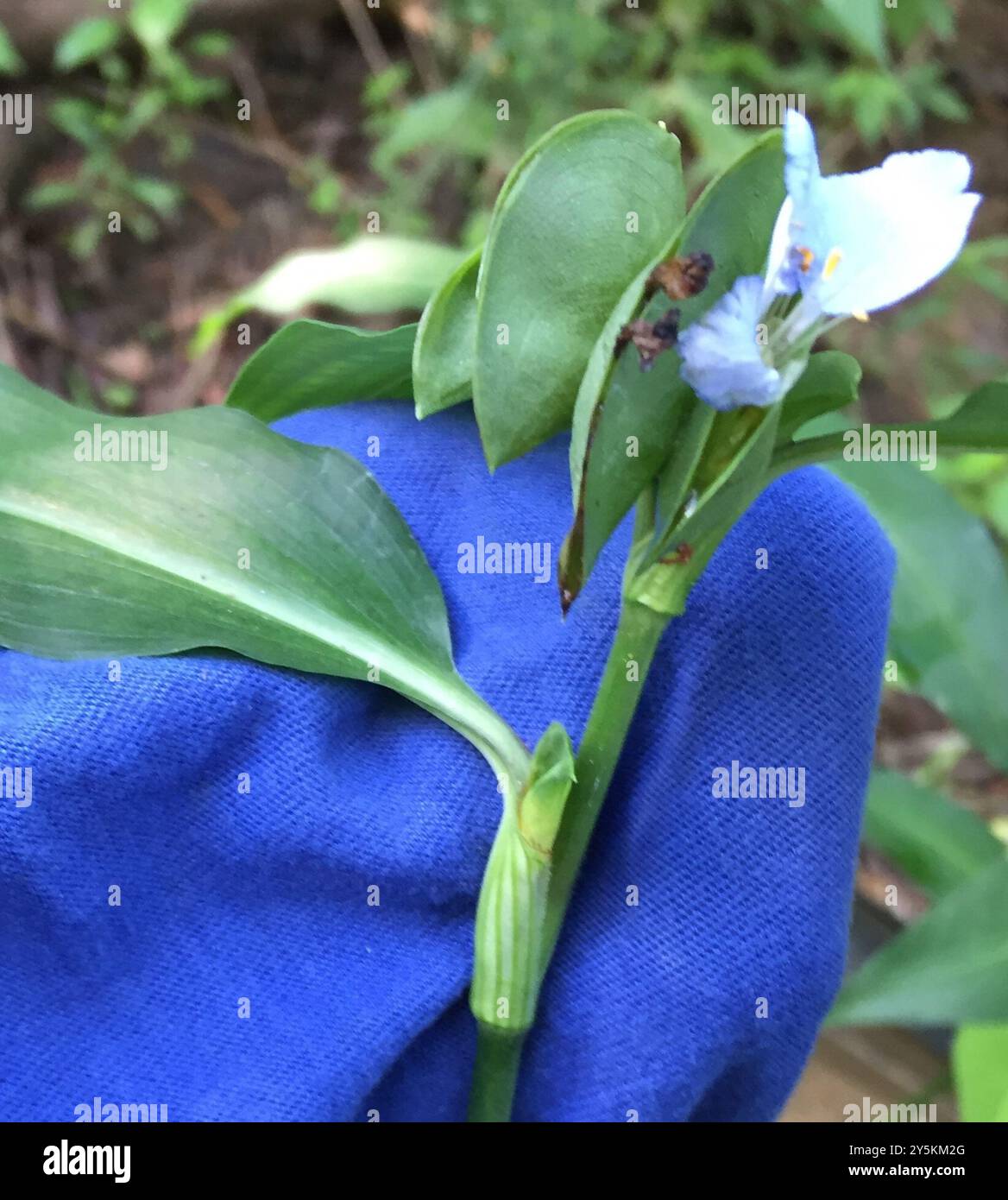 Virginia Dayflower (Commelina virginica) Plantae Stock Photo - Alamy