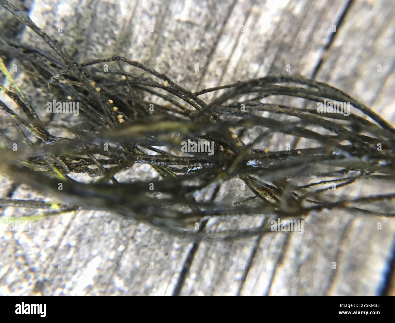 coontail (Ceratophyllum demersum) Plantae Stock Photo - Alamy