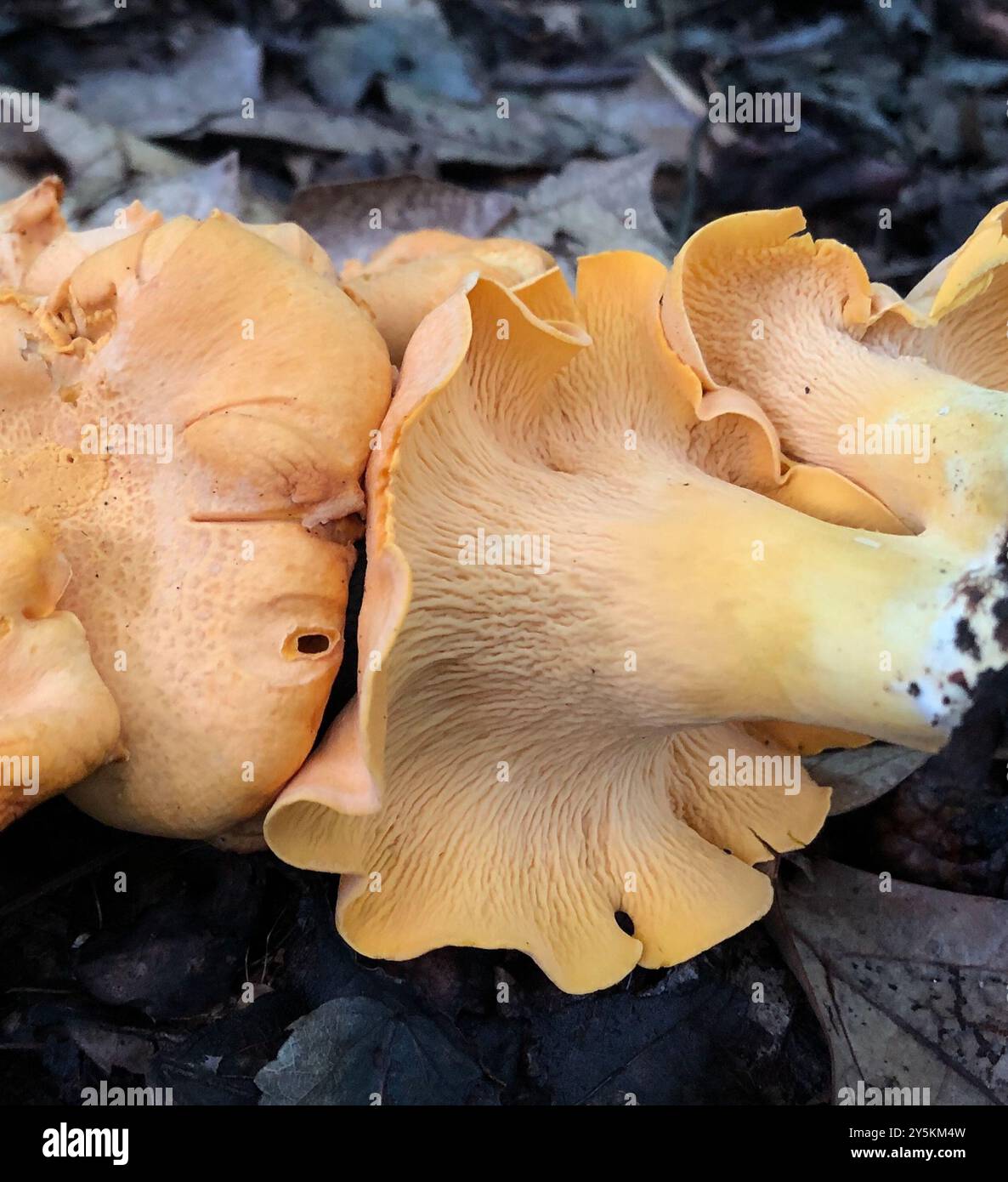 Smooth Chanterelle (Cantharellus lateritius) Fungi Stock Photo - Alamy
