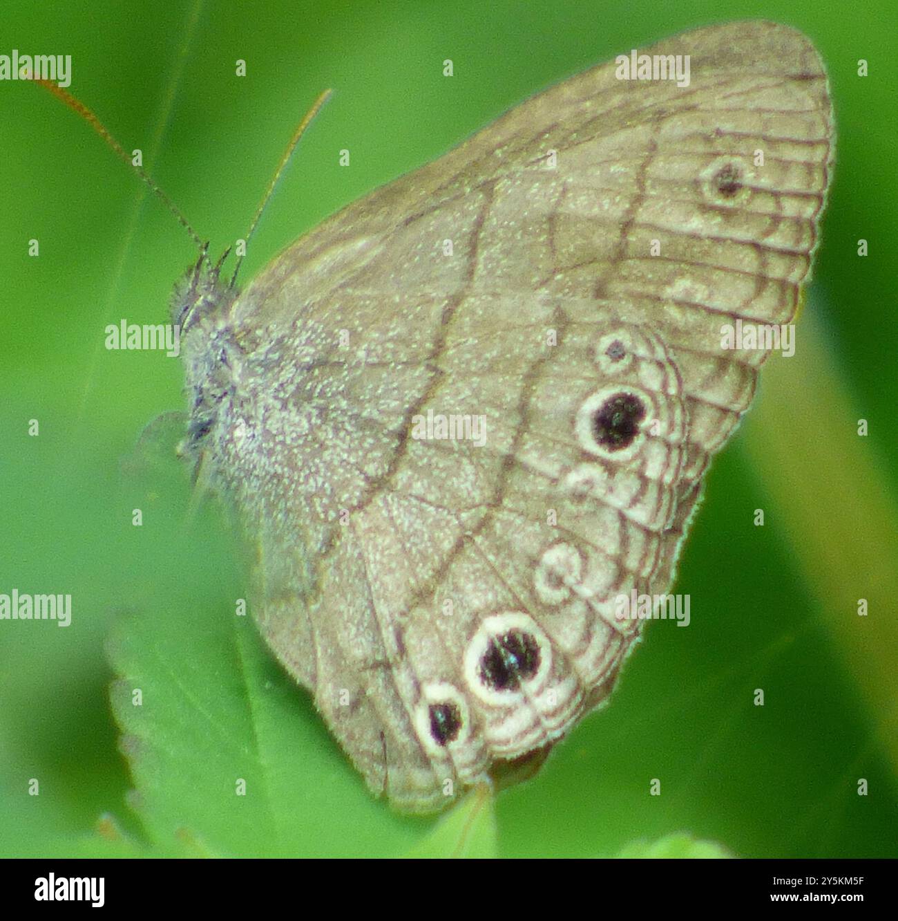 Carolina Satyr (Hermeuptychia sosybius) Insecta Stock Photo - Alamy