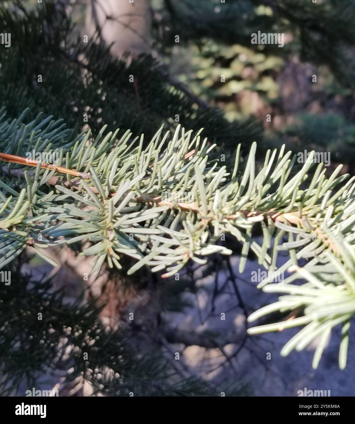 red fir (Abies magnifica) Plantae Stock Photo - Alamy