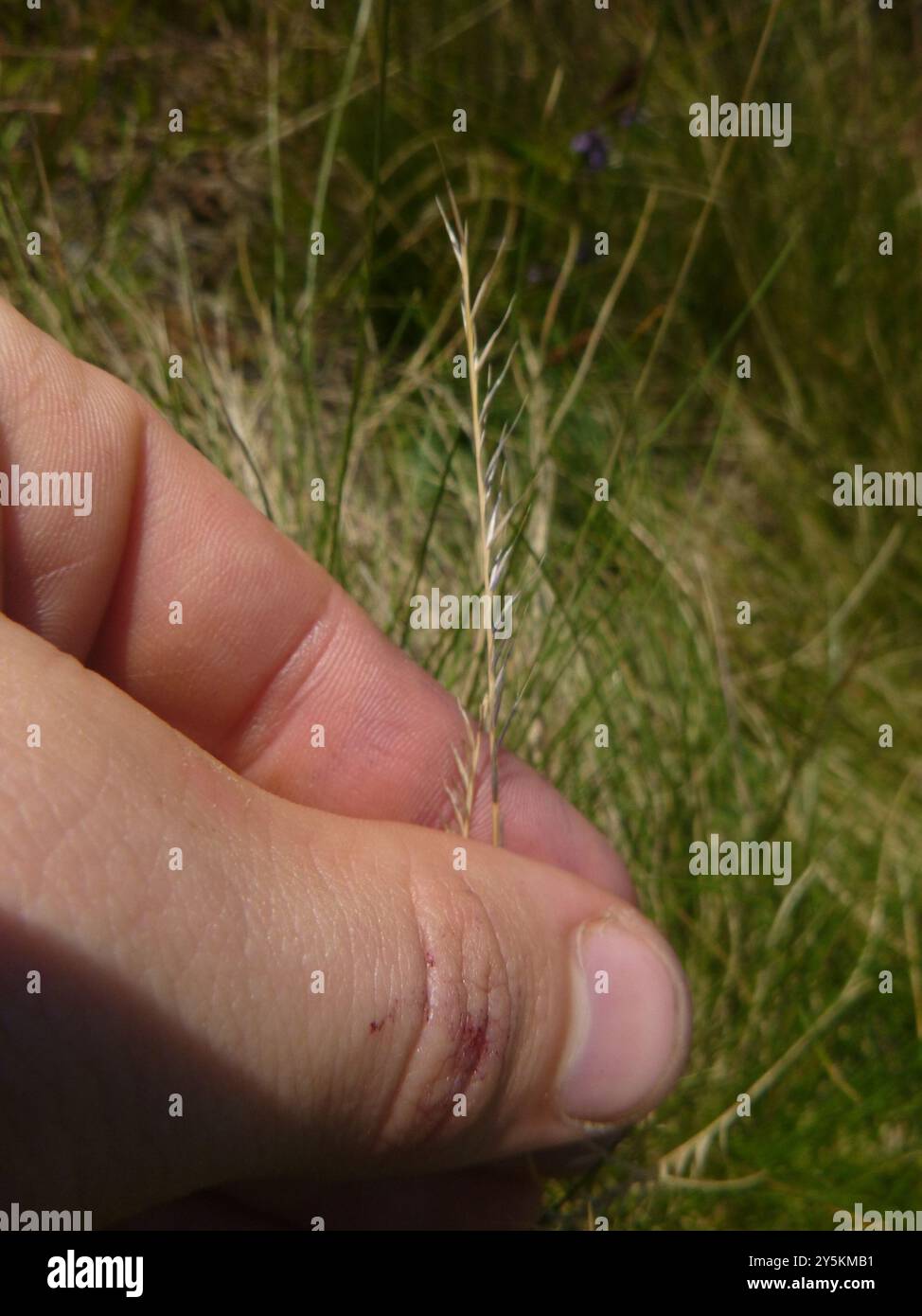 Matgrass (Nardus stricta) Plantae Stock Photo - Alamy