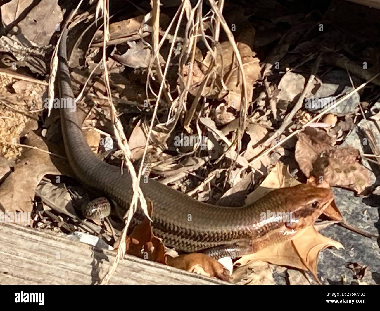 Broad-headed Skink (Plestiodon laticeps) Reptilia Stock Photo - Alamy