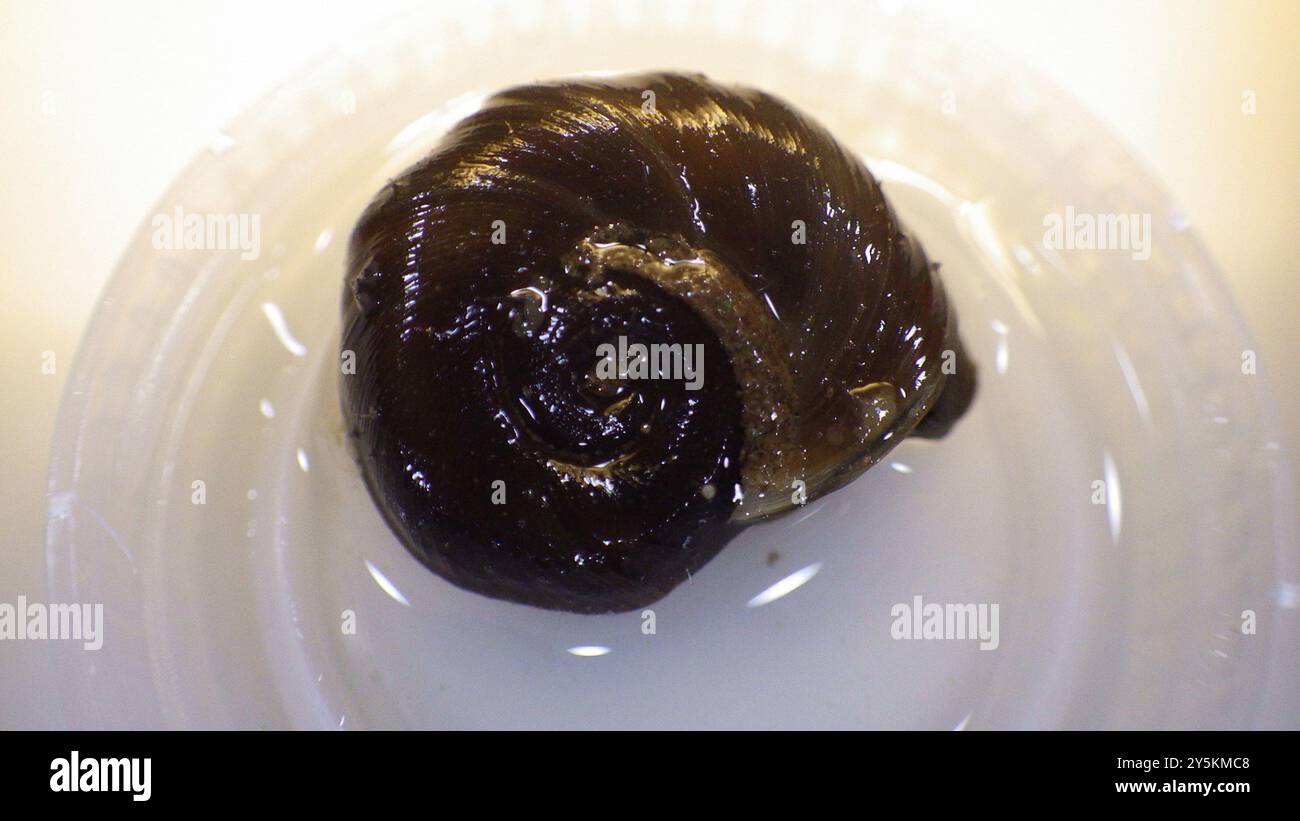 Ramshorn snails (Planorbidae) Mollusca Stock Photo - Alamy