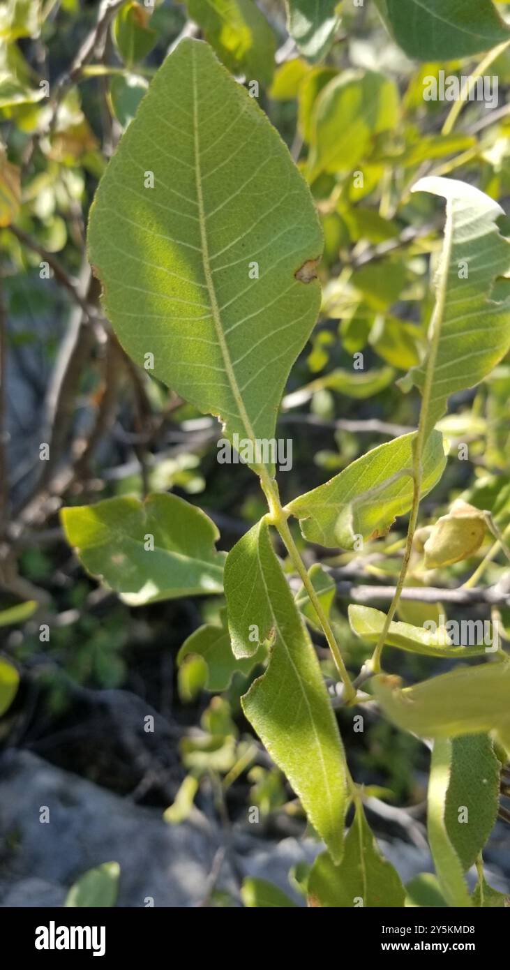 common hoptree (Ptelea trifoliata) Plantae Stock Photo - Alamy