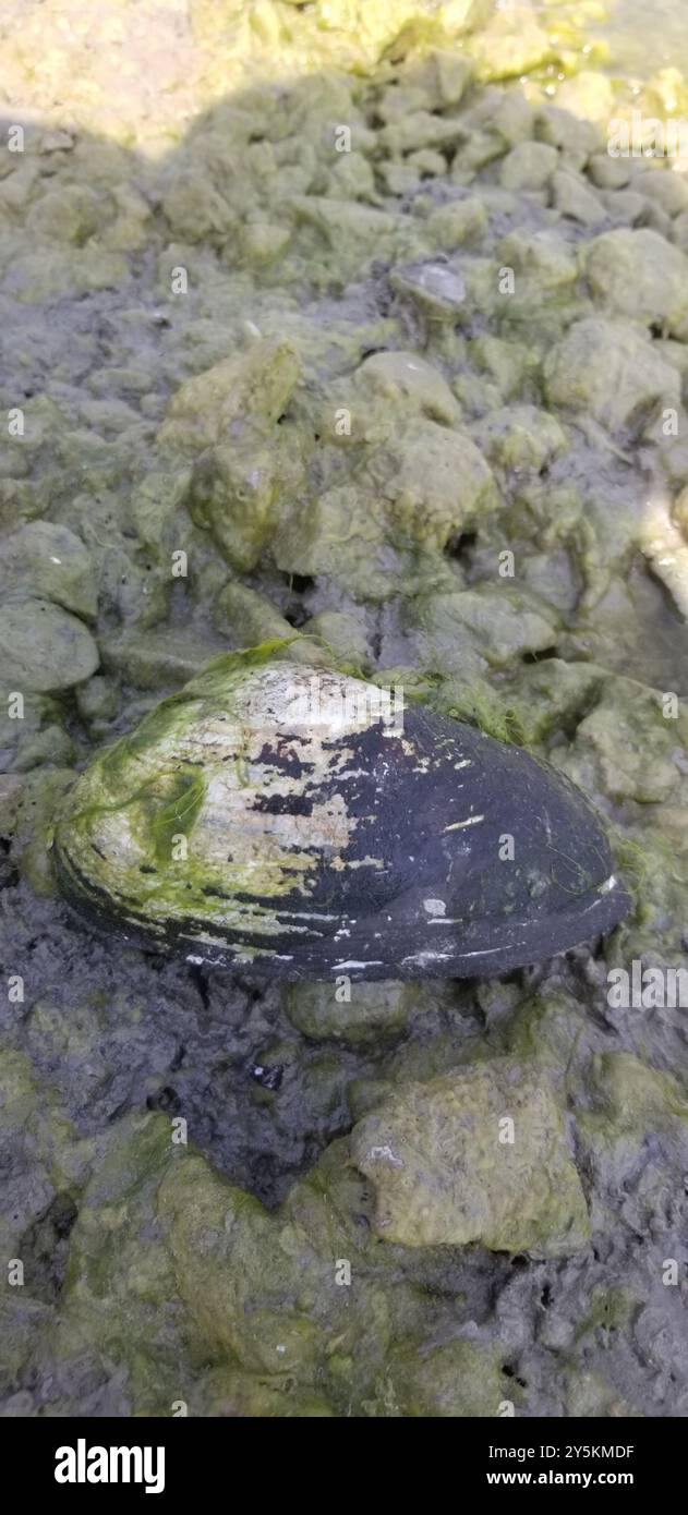 Giant Floater (Pyganodon grandis) Mollusca Stock Photo - Alamy