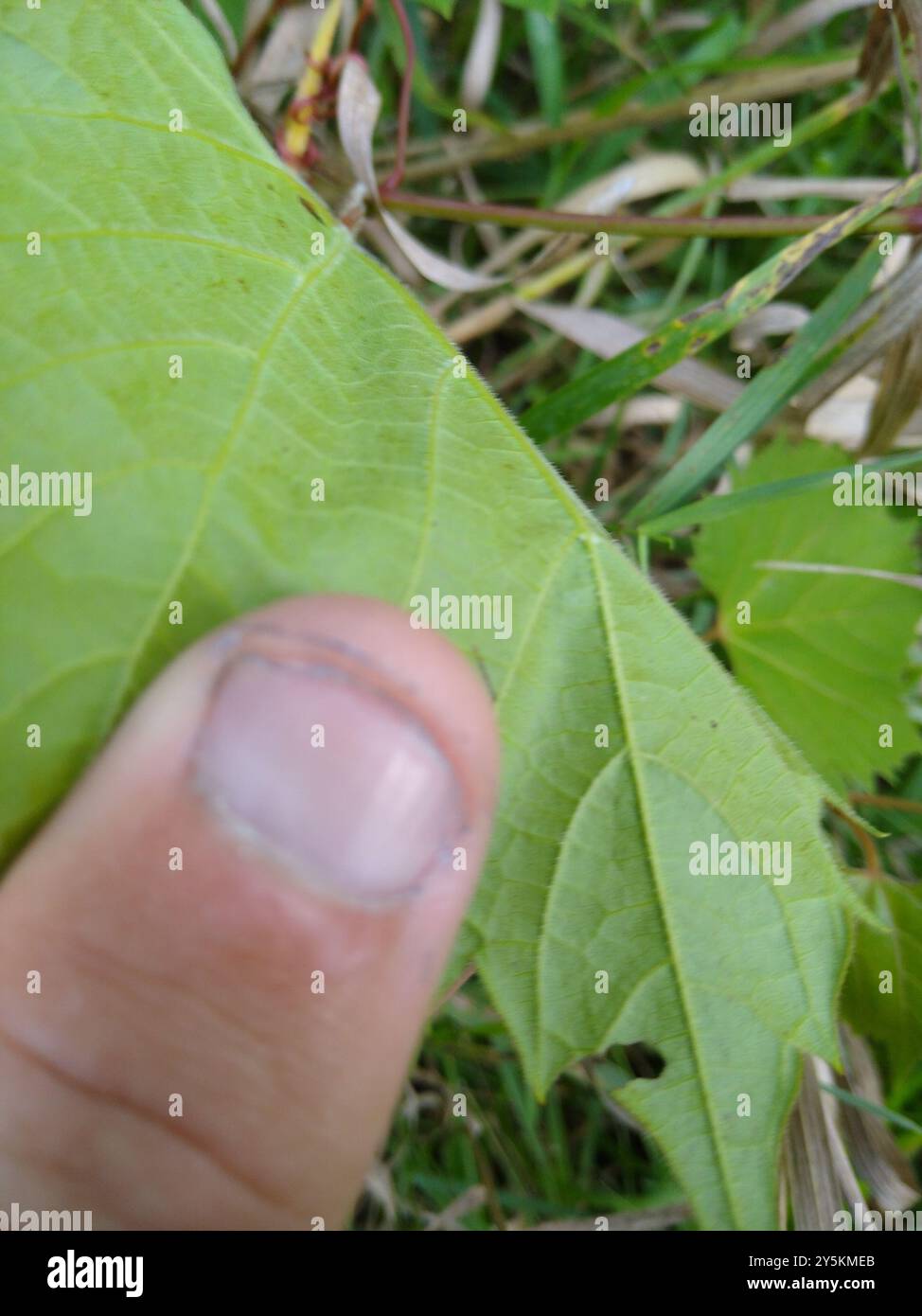 riverbank grape (Vitis riparia) Plantae Stock Photo - Alamy