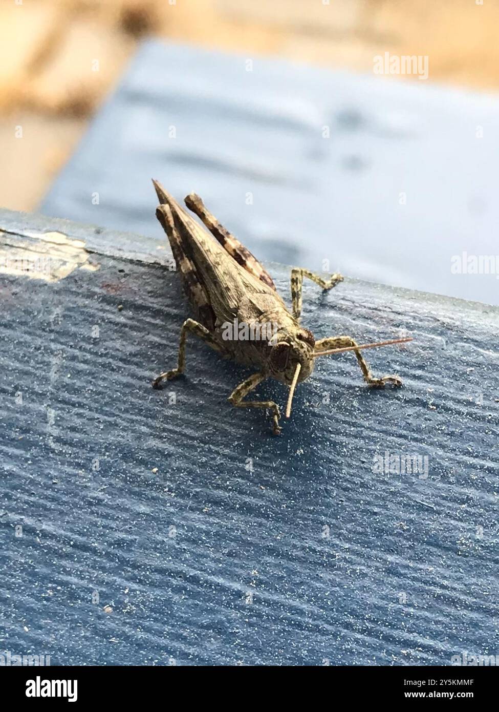 Pine tree Spur-throat Grasshopper (Melanoplus punctulatus) Insecta ...