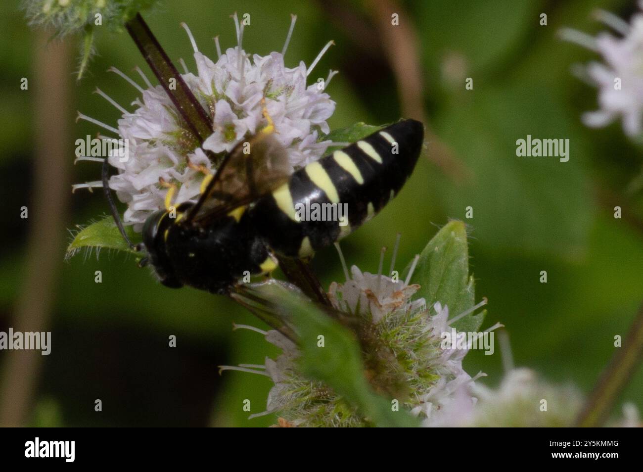 Four-banded Stink Bug Wasp (Bicyrtes quadrifasciatus) Insecta Stock ...