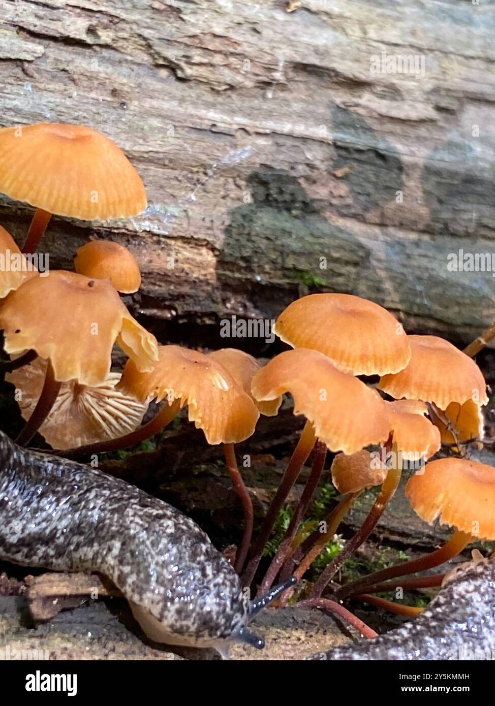 Pinewood Gingertail (Xeromphalina campanella) Fungi Stock Photo - Alamy