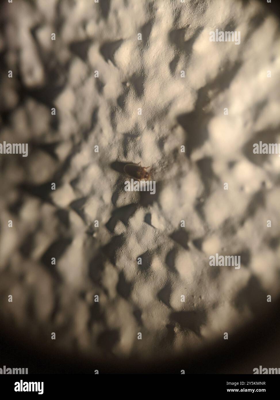 Small false click beetles (Throscidae) Insecta Stock Photo - Alamy