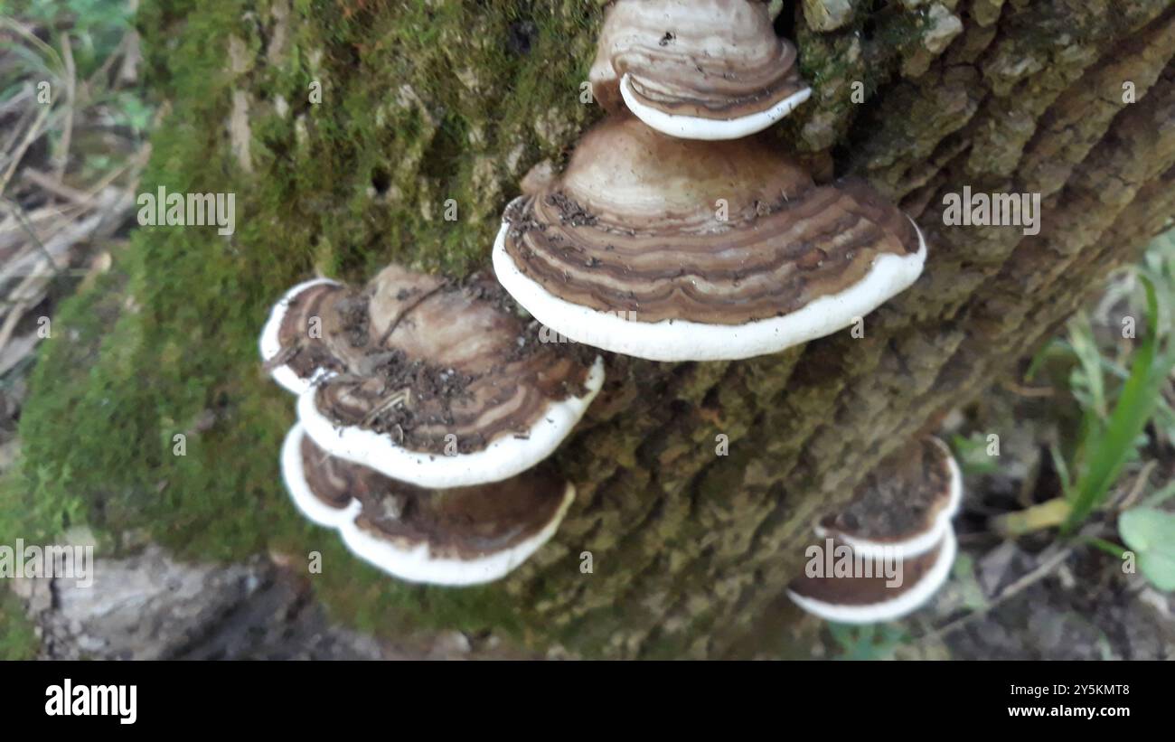 artist's bracket (Ganoderma applanatum) Fungi Stock Photo - Alamy
