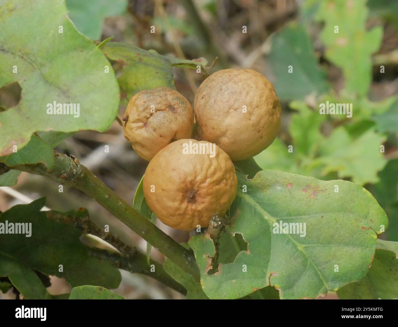 Oak Marble Gall Wasp (Andricus kollari) Insecta Stock Photo - Alamy