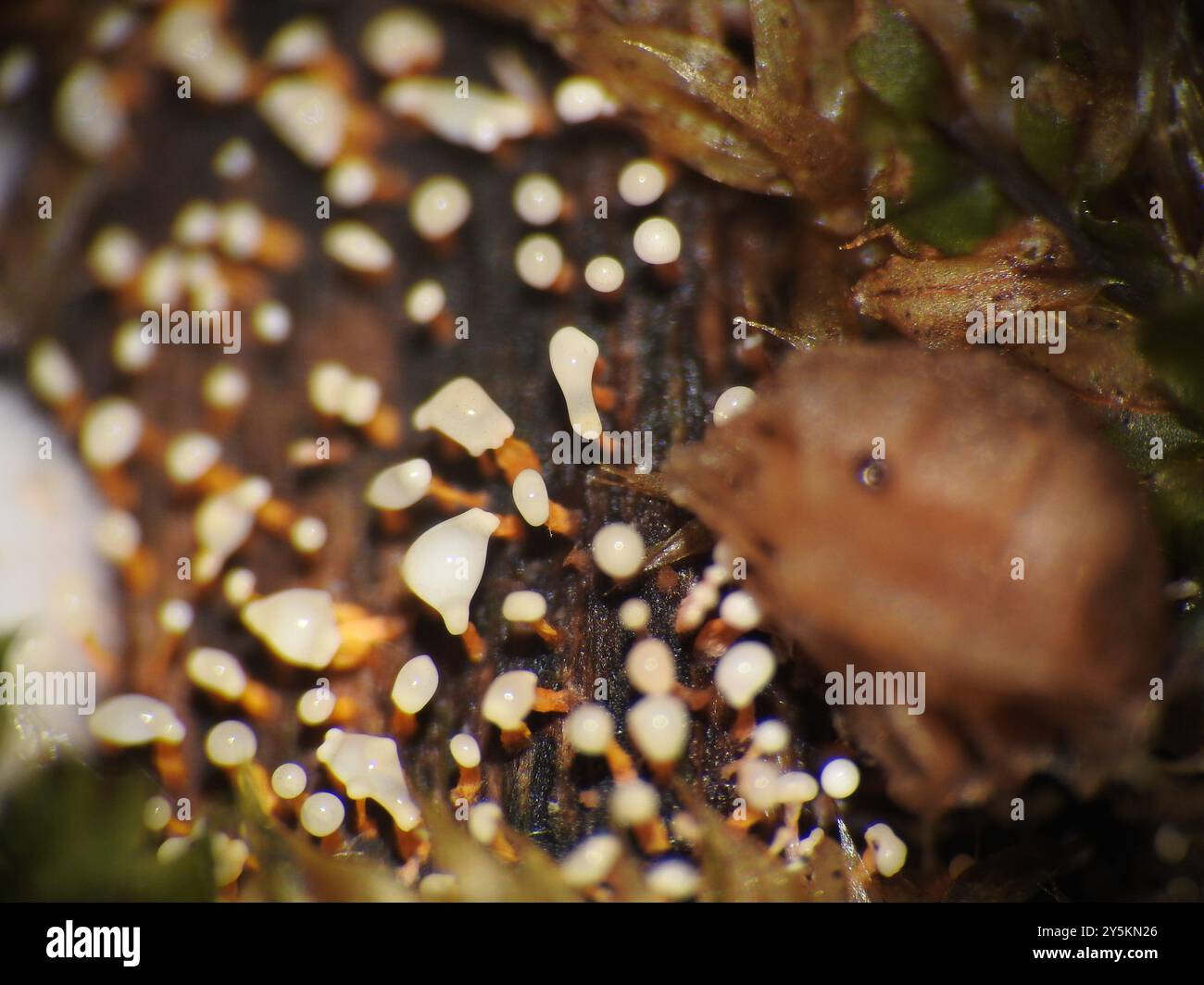 true slime molds (Myxomycetes) Protozoa Stock Photo - Alamy