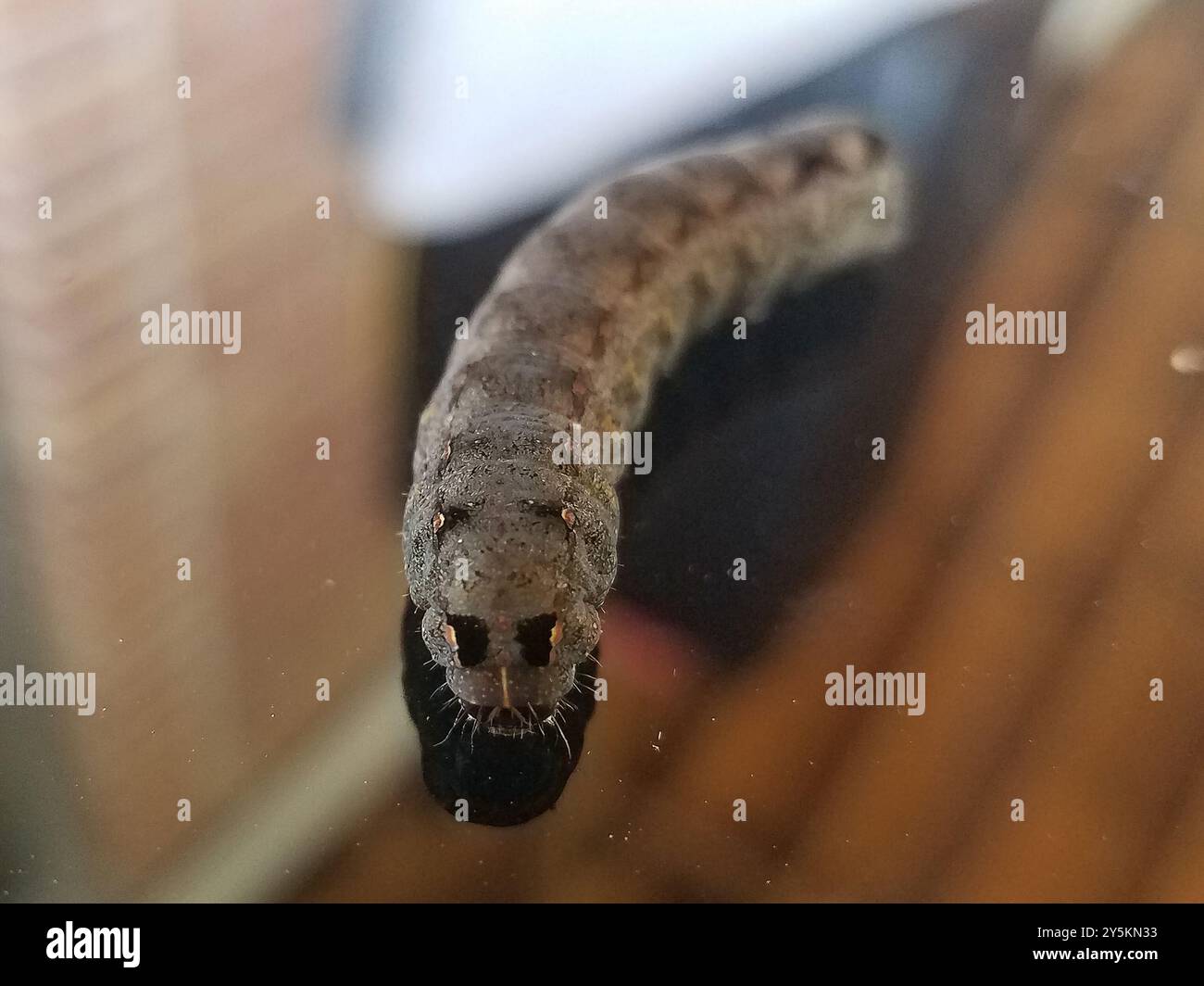 Fall Armyworm Moth (Spodoptera frugiperda) Insecta Stock Photo - Alamy