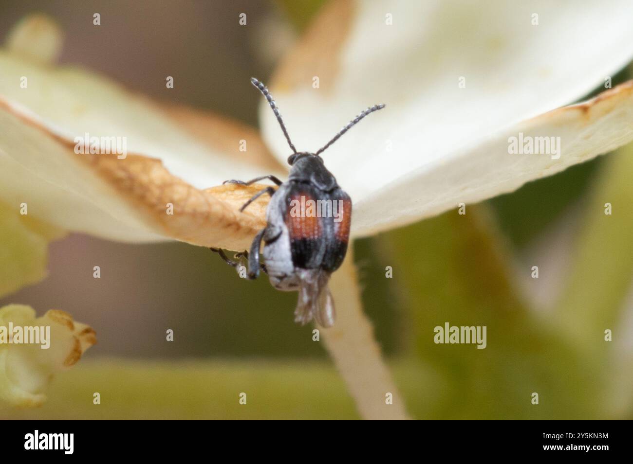Red Megacerus (Megacerus discoidus) Insecta Stock Photo - Alamy