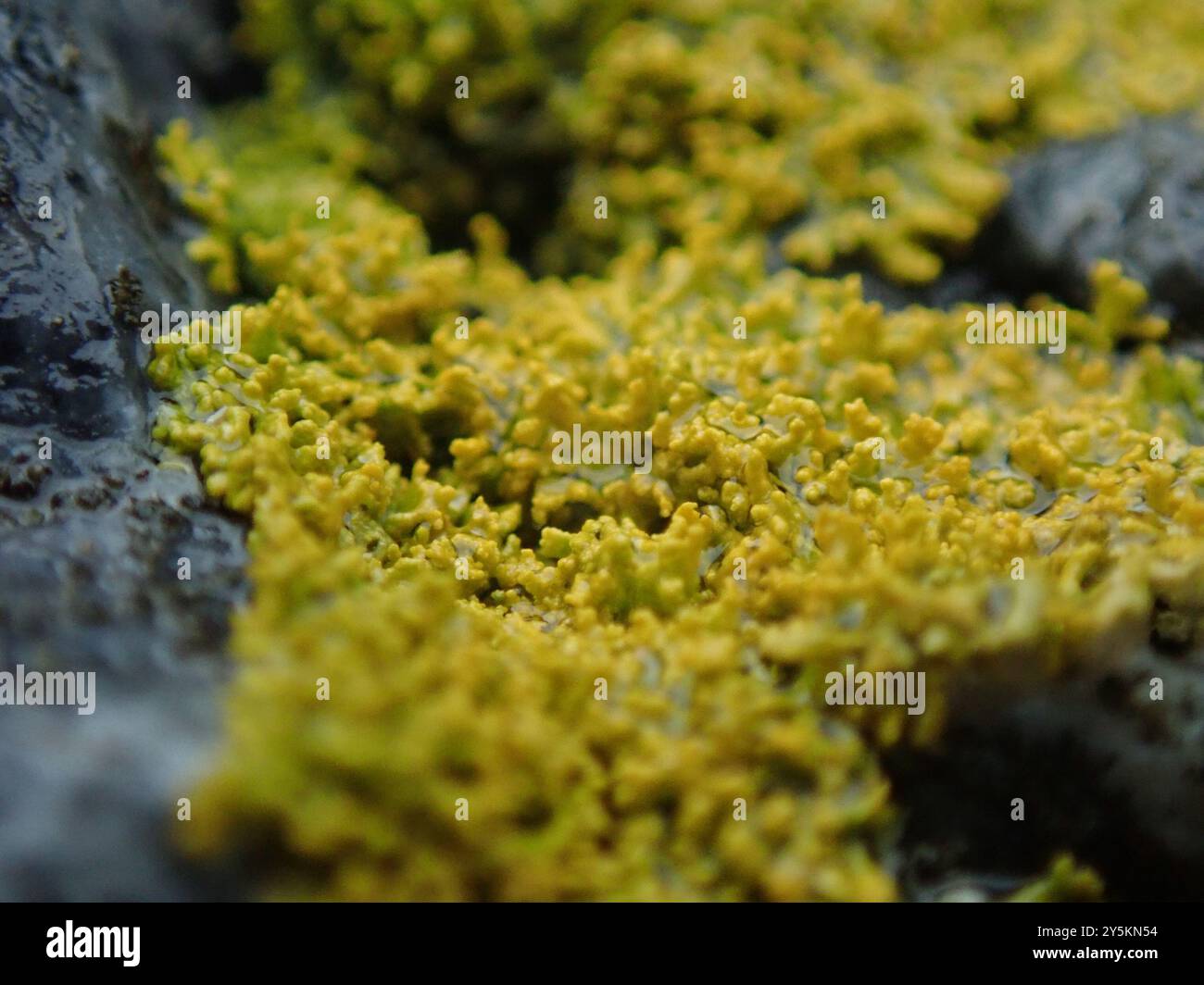 Polycauliona hi-res stock photography and images - Alamy