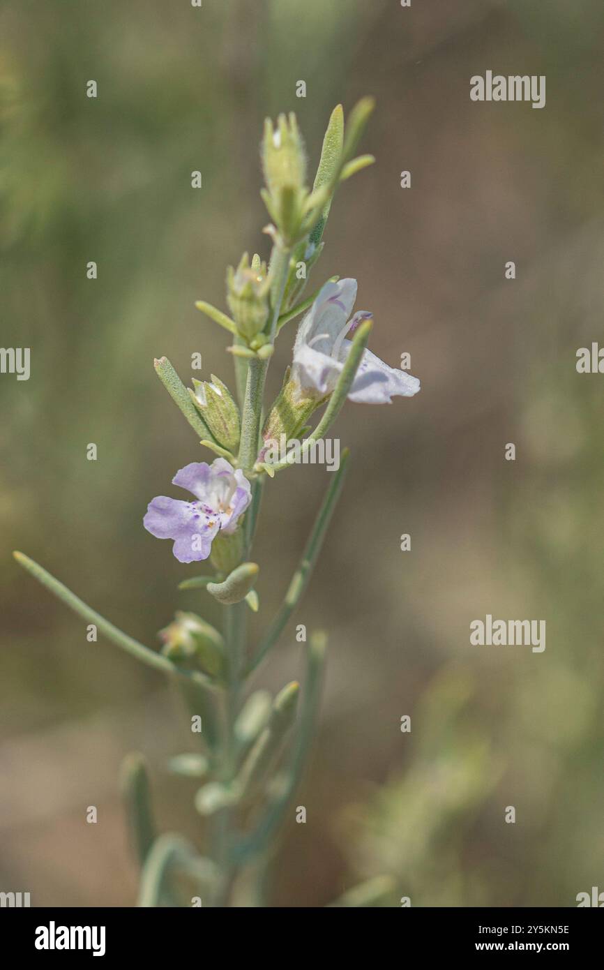Frosted Mint (Poliomintha incana) Plantae Stock Photo - Alamy