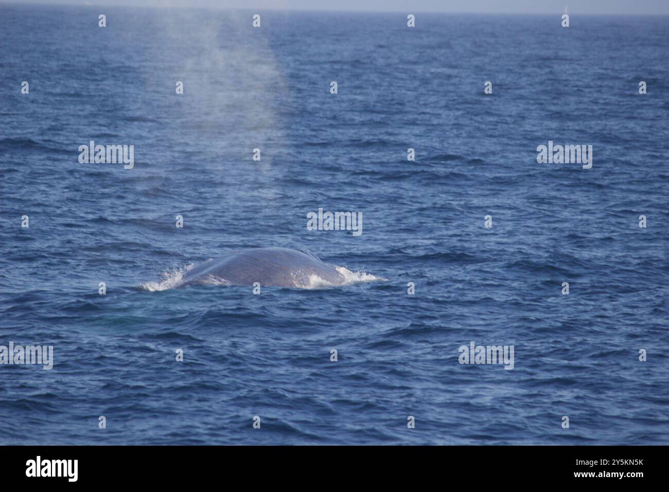 Blue Whale (Balaenoptera musculus) Mammalia Stock Photo - Alamy