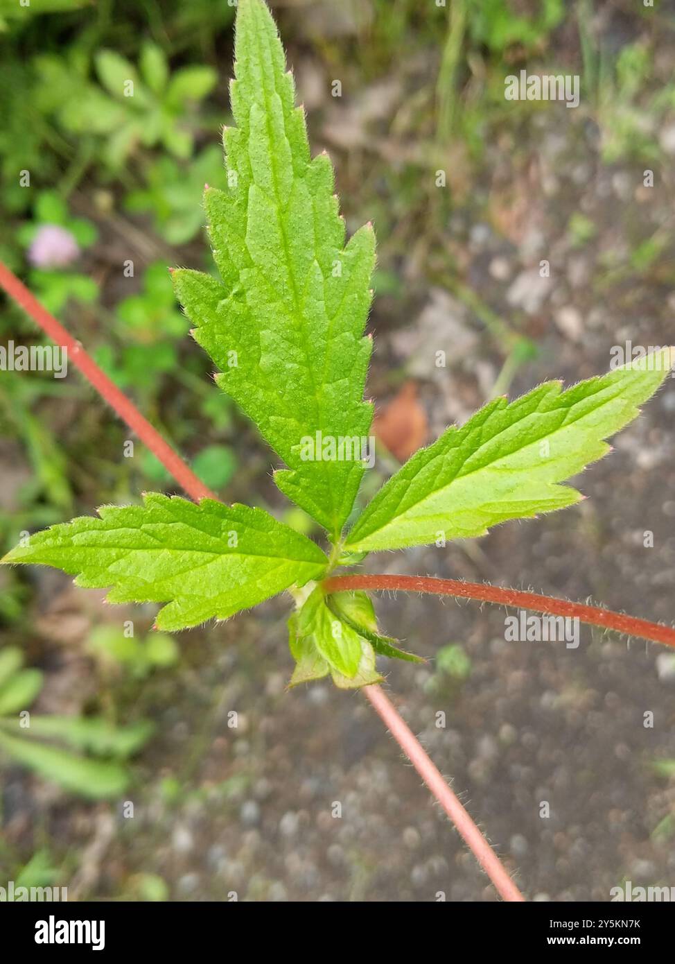 Yellow Avens (Geum aleppicum) Plantae Stock Photo - Alamy