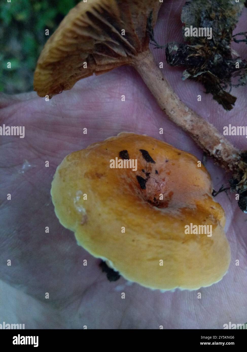 hygrophorus milkcap (Lactifluus hygrophoroides) Fungi Stock Photo - Alamy