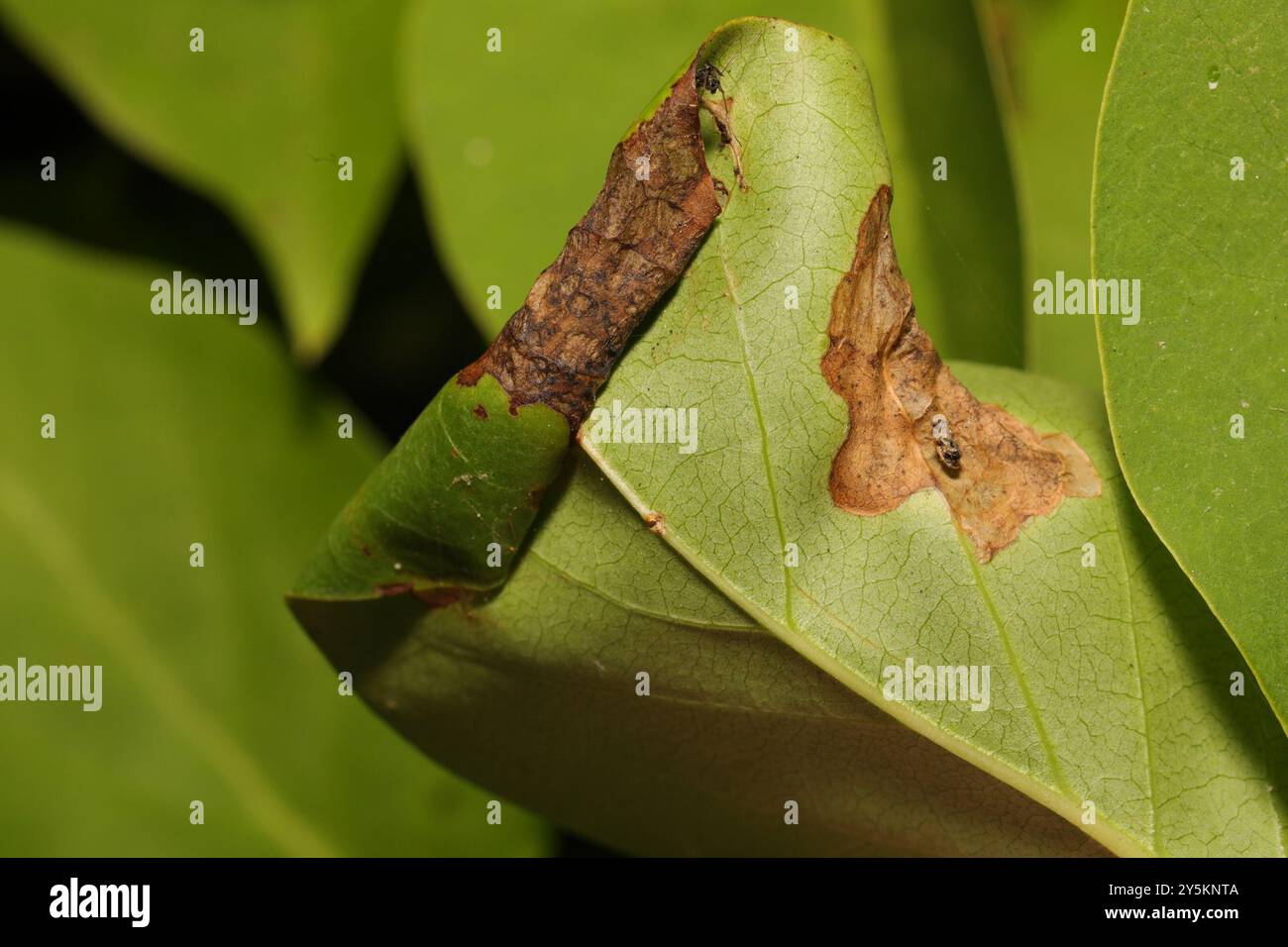 Lilac Leafminer Moth (Gracillaria syringella) Insecta Stock Photo - Alamy