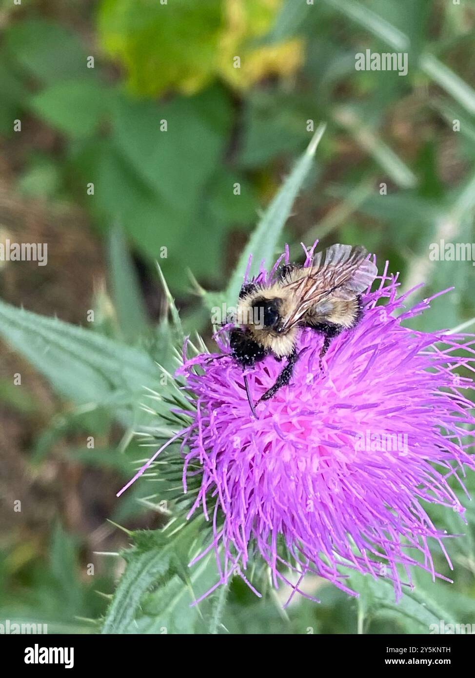 Lemon Cuckoo Bumble Bee (Bombus citrinus) Insecta Stock Photo - Alamy