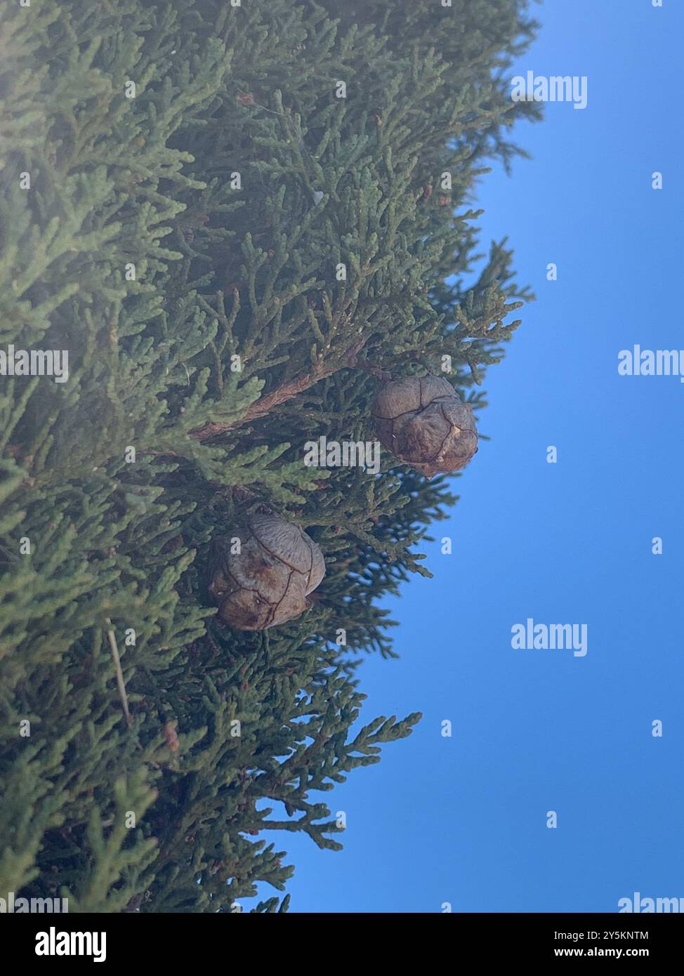 Monterey Cypress (Hesperocyparis macrocarpa) Plantae Stock Photo - Alamy