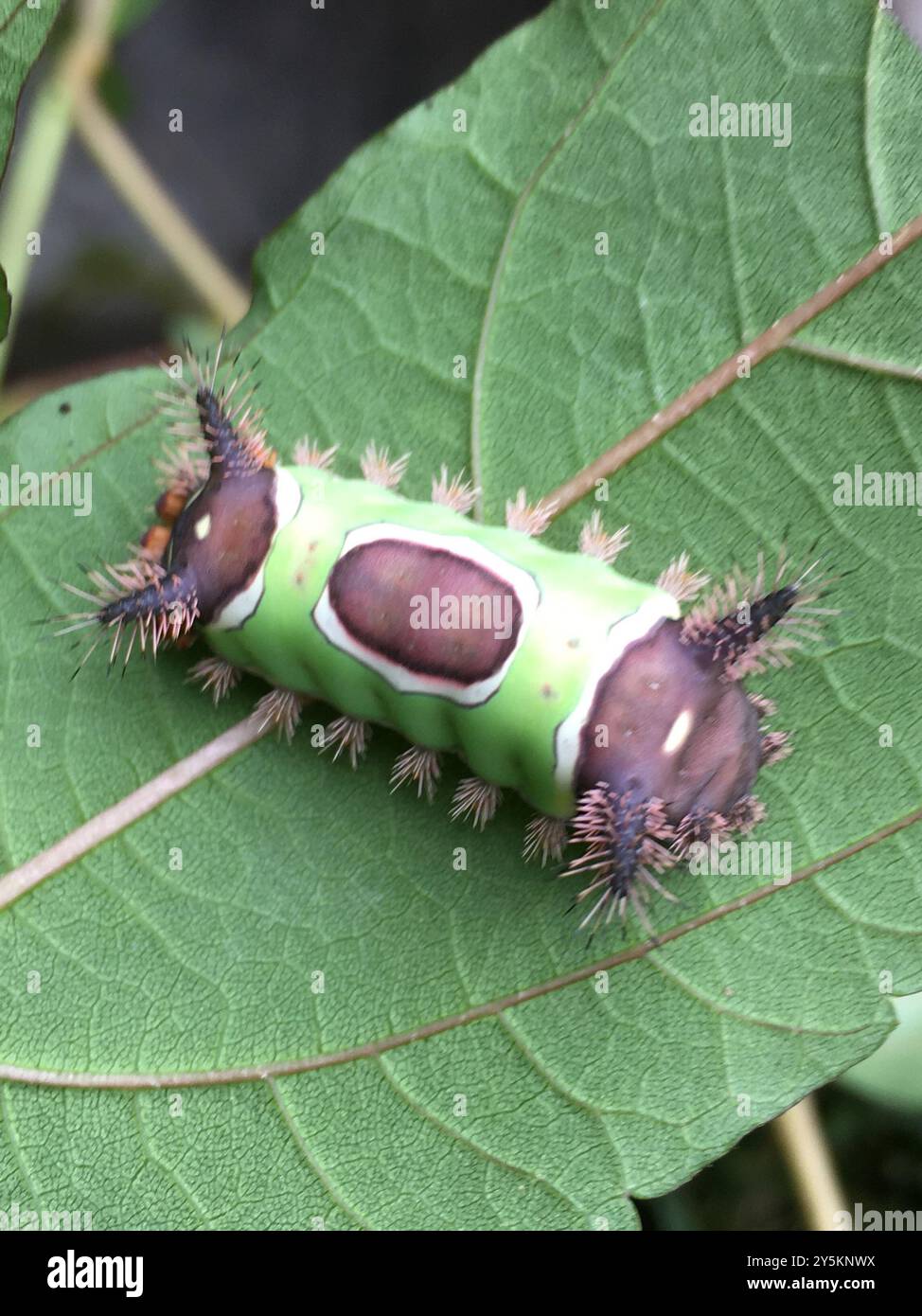 Saddleback Caterpillar Moth (Acharia stimulea) Insecta Stock Photo - Alamy