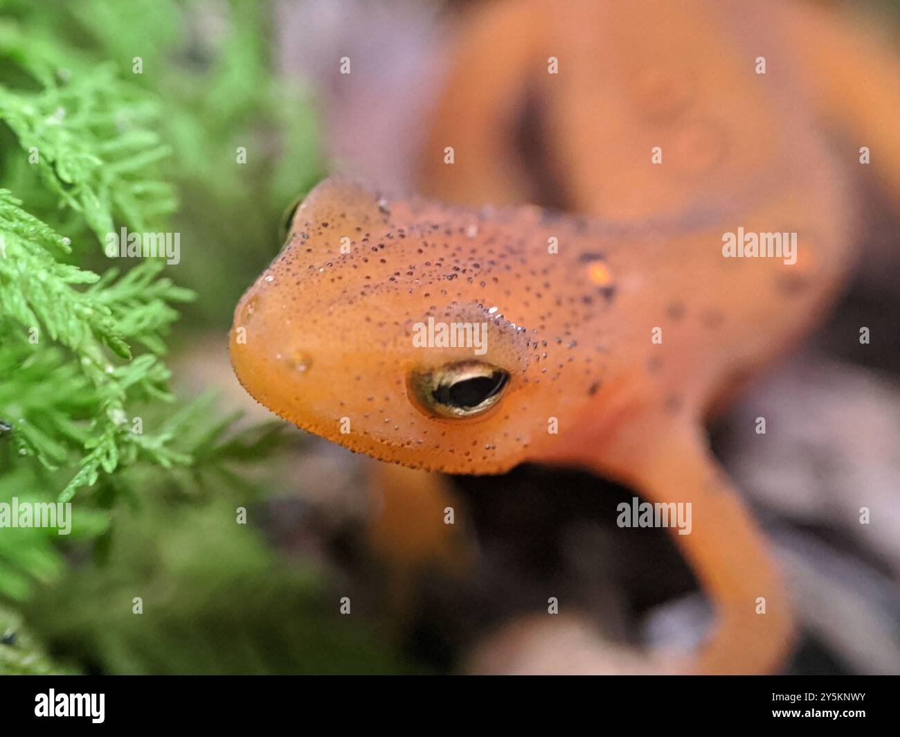Red-spotted Newt (Notophthalmus viridescens viridescens) Amphibia Stock ...